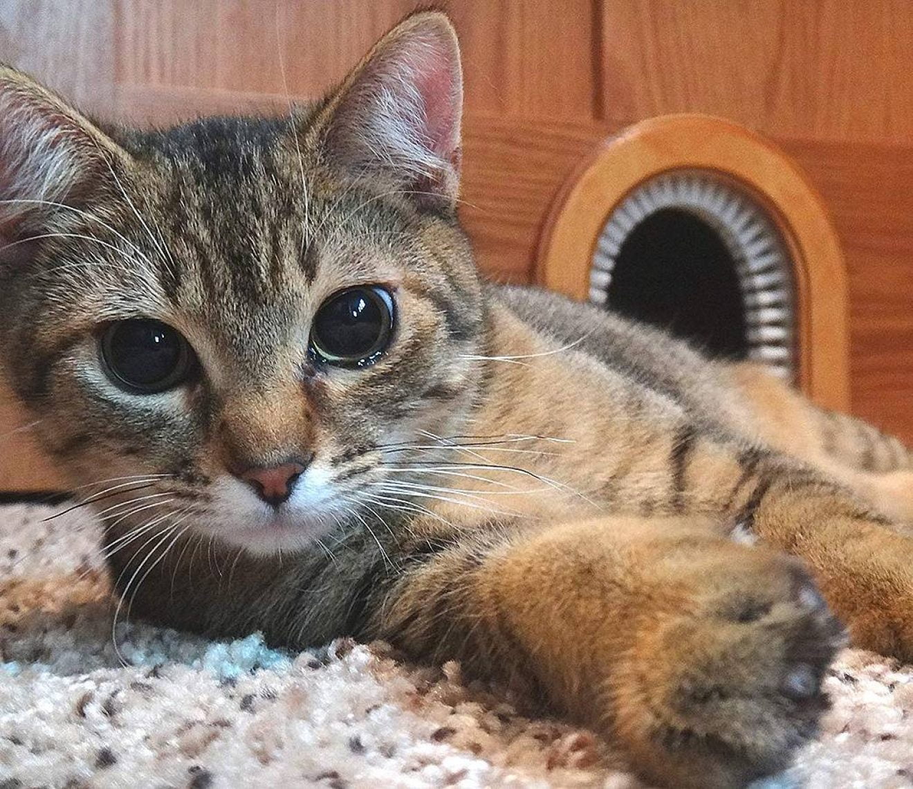 Las Mejores Gateras (puertas Para Gatos) De 2026