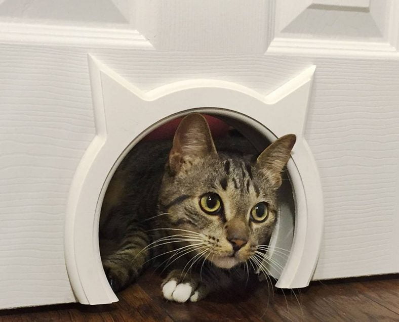 Las Mejores Gateras (puertas Para Gatos) De 2026
