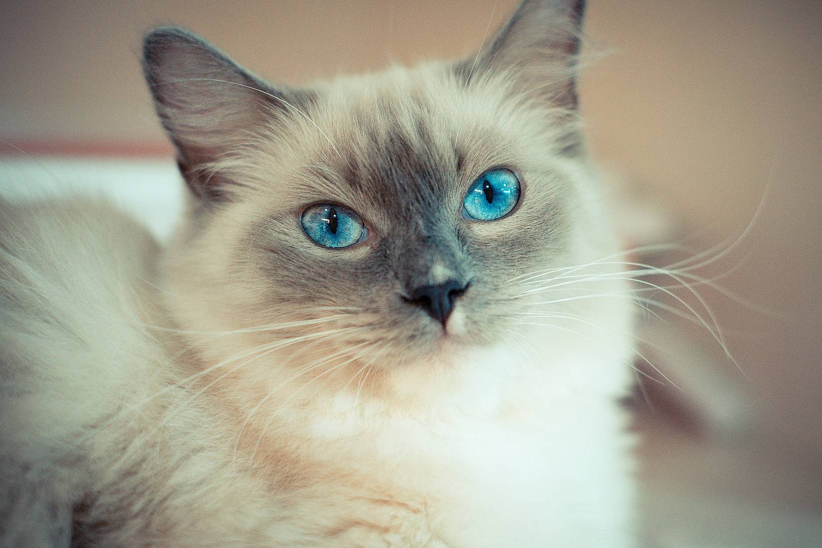 Gato Ragdoll 15 Datos Que Te Har n Amar A n M s A Esta Raza Gato Ragdoll 15 Datos Que Te Har n Amar A n M s A Esta Raza