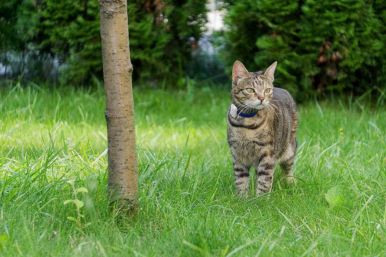 Mejores Rastreadores GPS Para Gatos De 2026 (análisis)