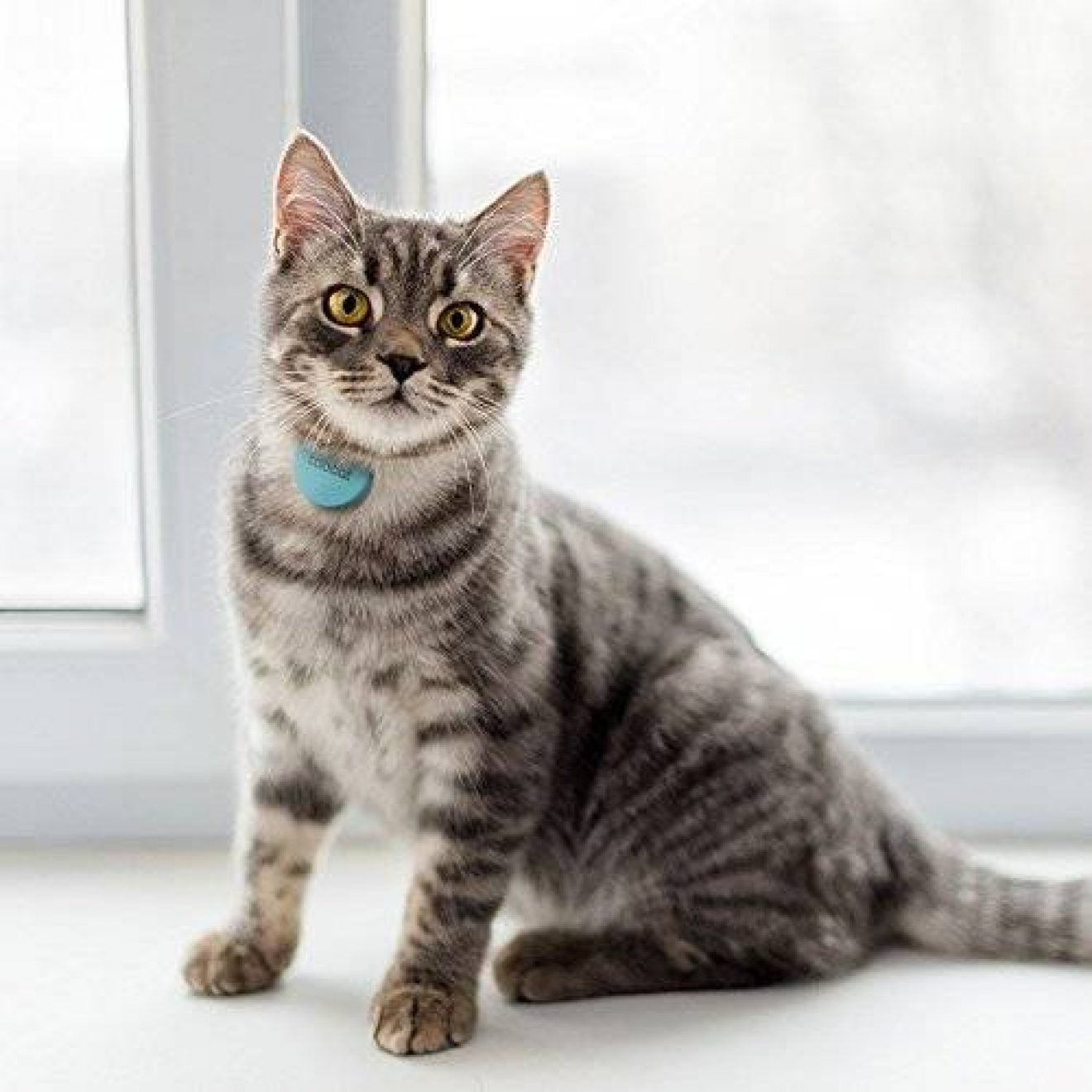 Mejores Rastreadores GPS Para Gatos De 2026 (análisis)