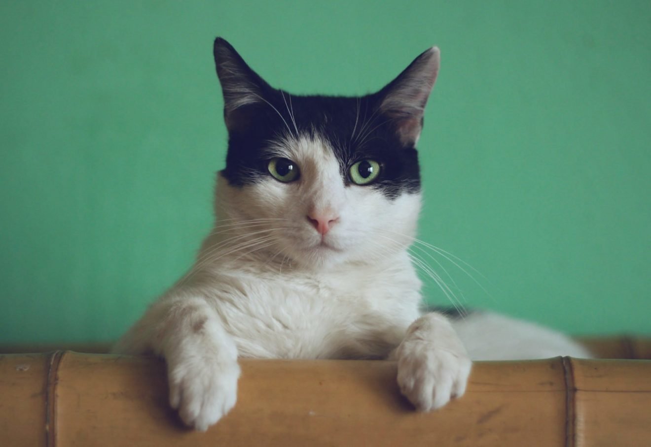 Gatos Tuxedo: Historia Y Características De La Raza Bicolor