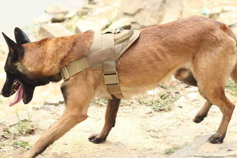 Los Mejores Chalecos Tácticos Para Perros De 2020 (Guía)