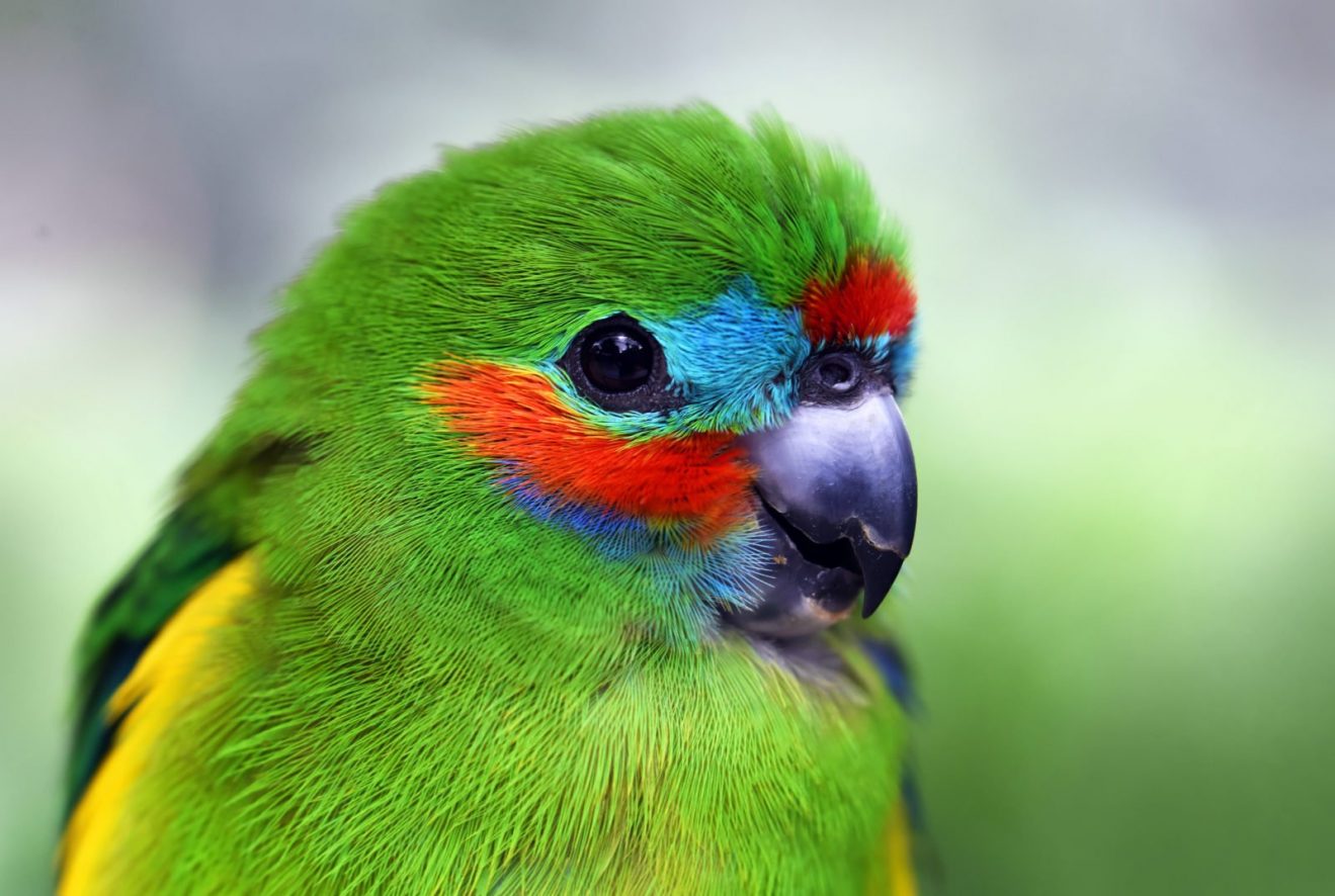 Loros Como Mascotas: Cosas Que Debes Saber
