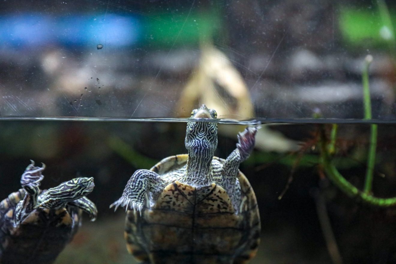 Tortugas Acuáticas: Guía Completa De Cuidado E Información
