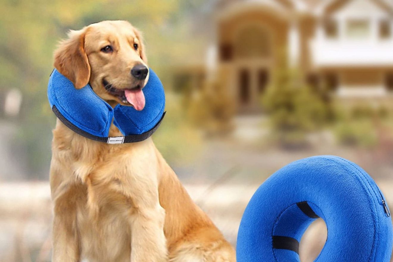 Mejores Collares Isabelinos Para Perros De 2026 (análisis)