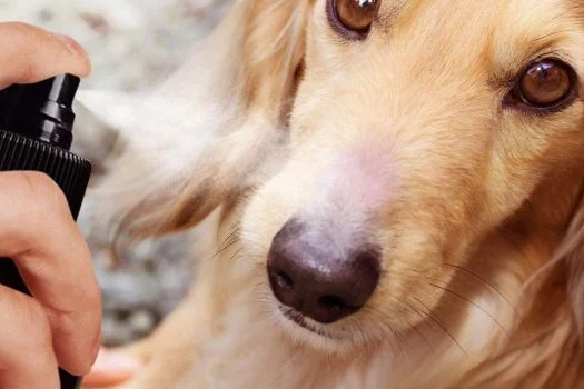 Mejores Protectores Solares Para Perros De 2024 (análisis)