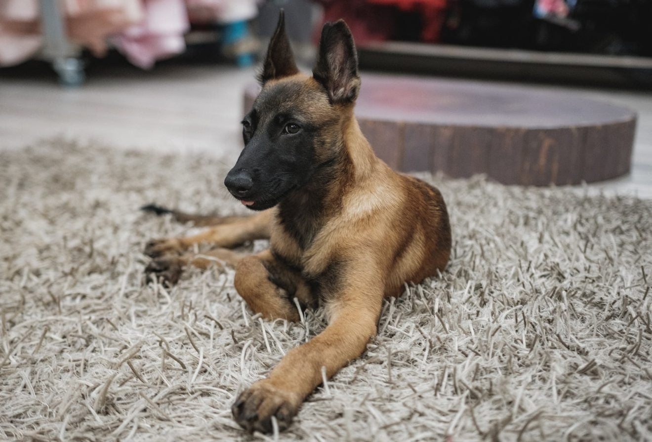Belga Malinois: Información Y Datos De La Raza De Perro
