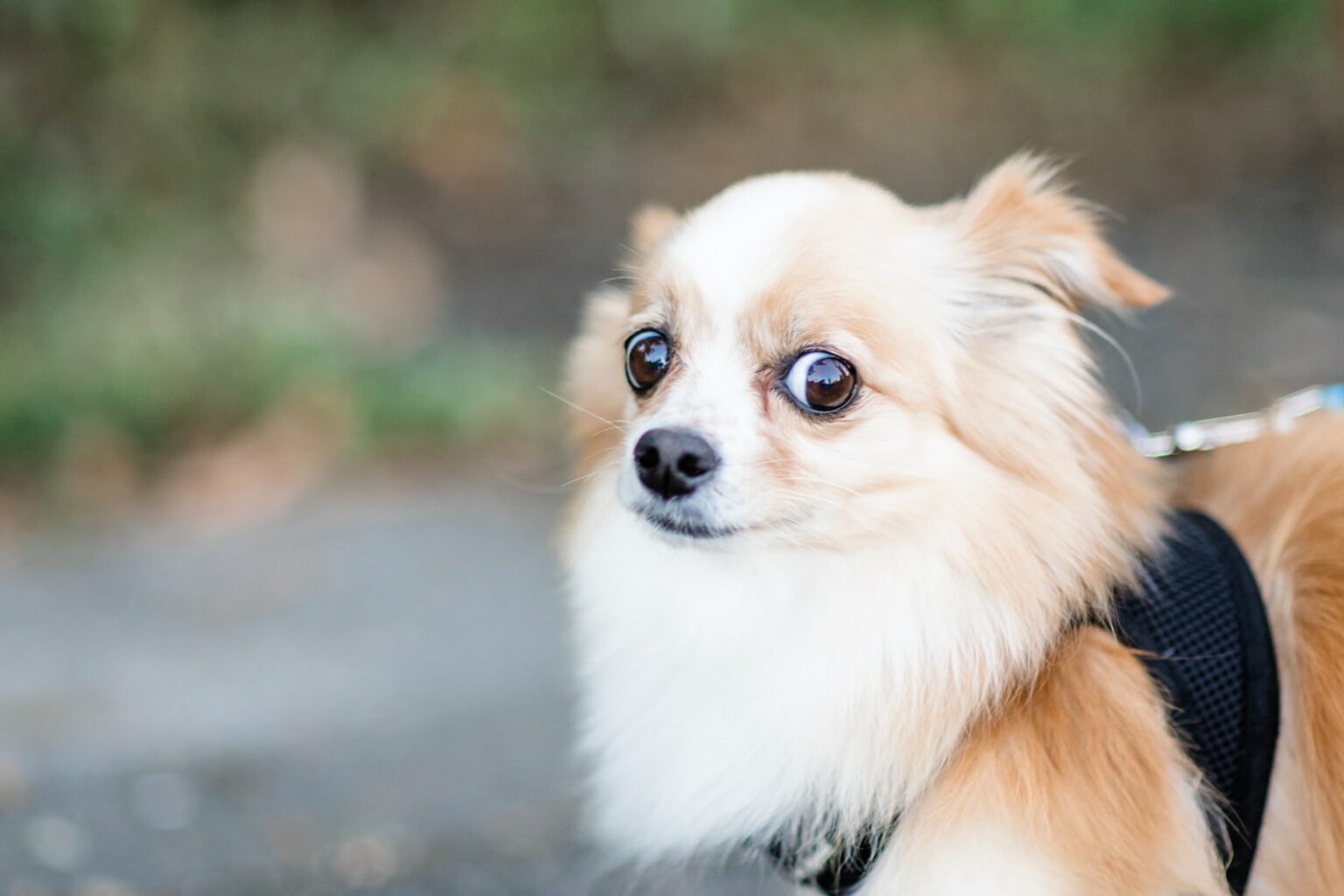 Cataratas En Perros: Guía Sobre Los Síntomas Y Tratamiento