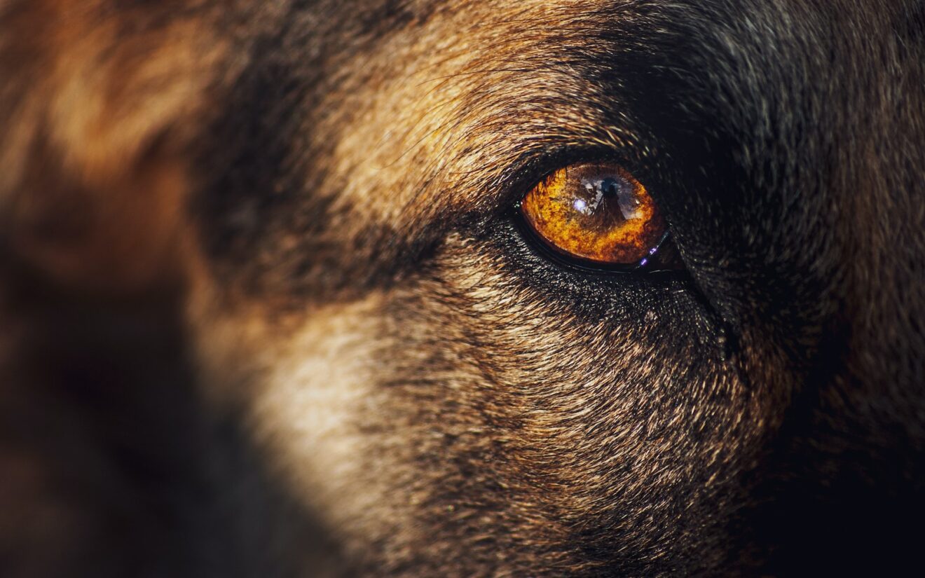 Cómo Tratar Los Ojos Rojos En Perros: Causas Y Posibles Tratamientos