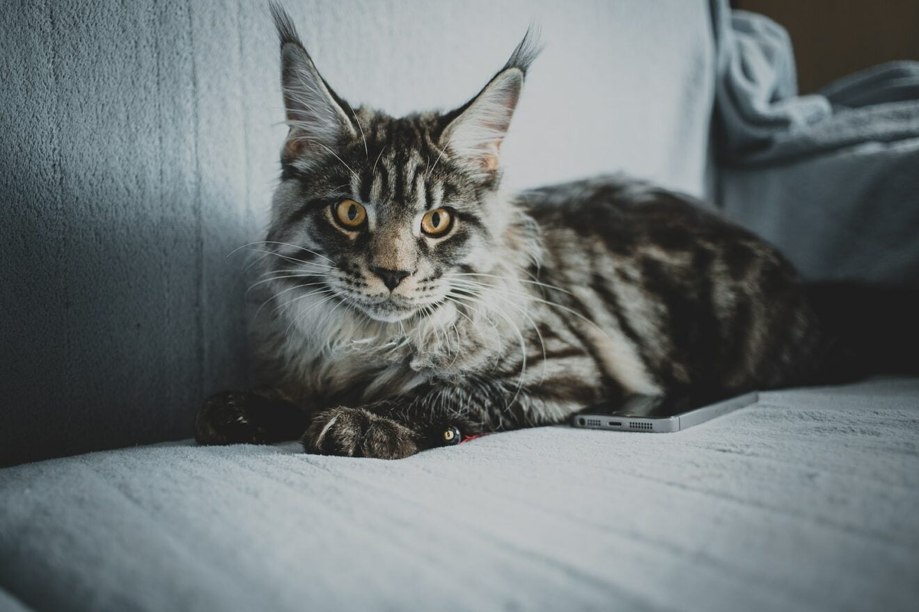 Gato Maine Coon: El Gigante Gentil. Información Sobre La Raza ...