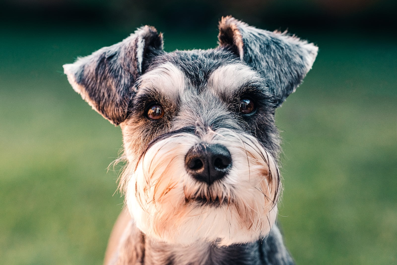 Perro Schnauzer 💡 Origen, Variedades Y Características Y Más