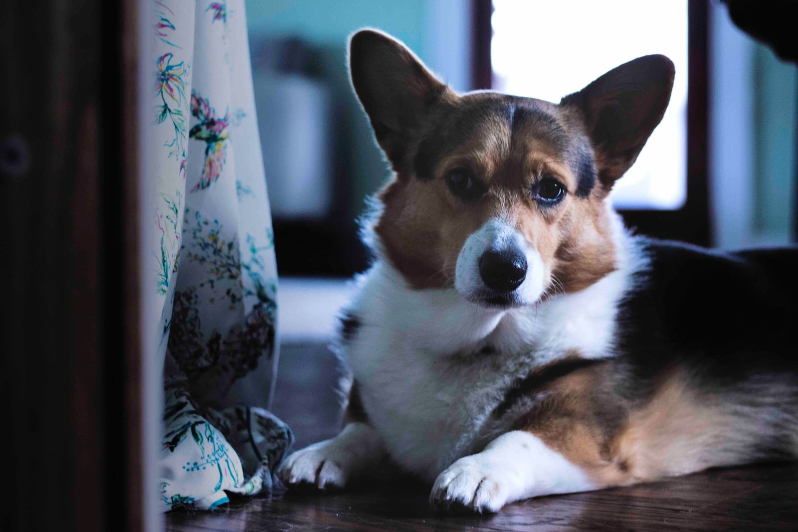 Corgi Galés De Cardigan: Características Y Origen De Esta Raza De Perro ...