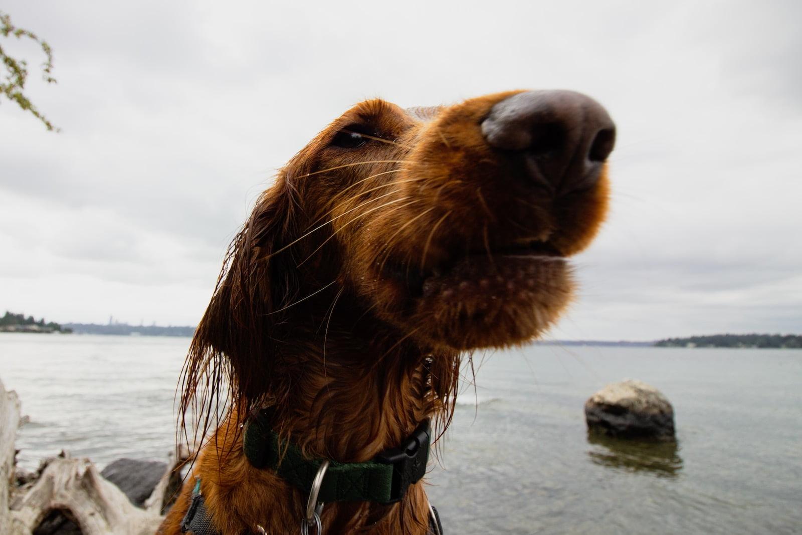 Por Qué Los Perros Tienen Bigotes: Cosas Que No Sabías
