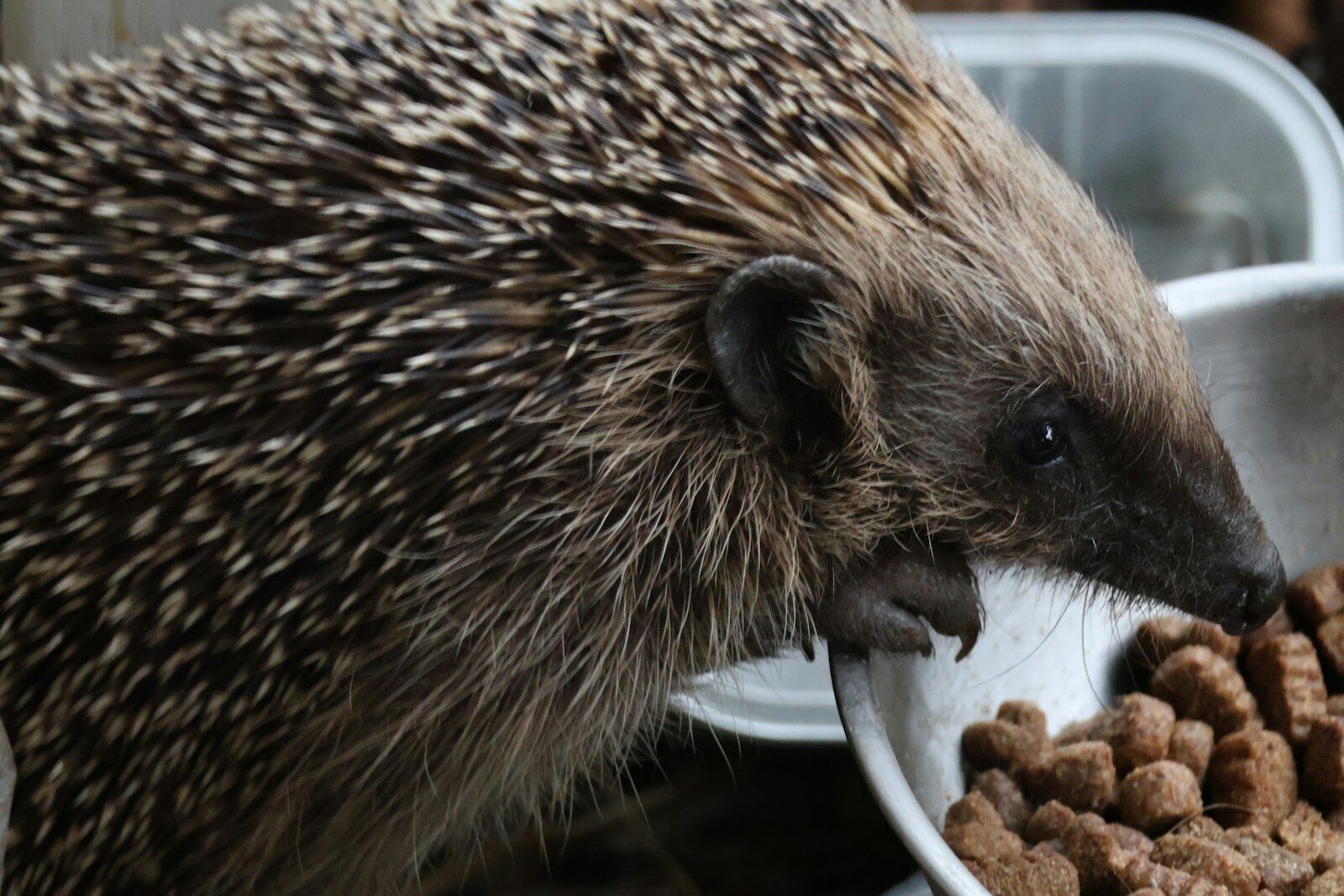¿Qué Comen Los Erizos? Cómo Darle Una Dieta Sana A Tu Mascota
